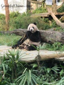 Guide to Taipei Zoo: What to See and How to Make the Most of Your Visit ...